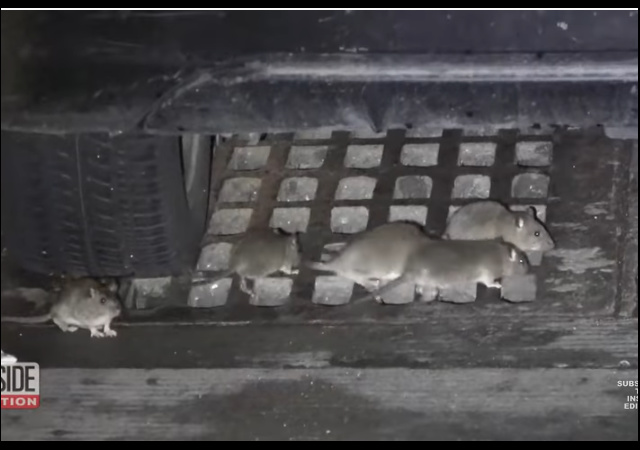 Wuhan Virus Watch: CDC Warns of Aggressive Cannibal Rats, Desperate to ...