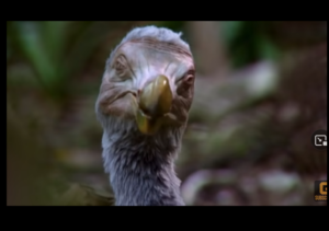 Texas Company Obtains $150 Million in Funding to Bring Back Dodo Bird