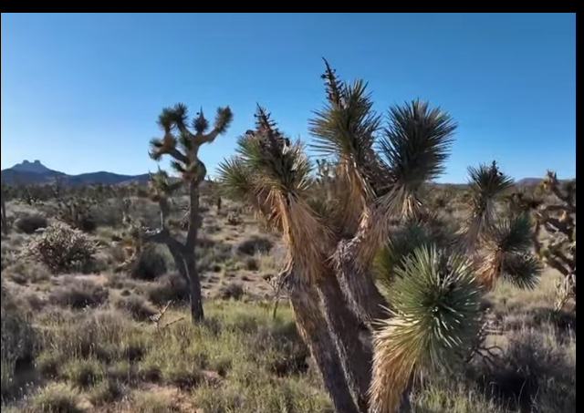 California Crews Begin Mowing Down Region’s Iconic Joshua Trees for ...