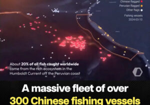 China’s Fishing Fleet Continues to Gut Fish Stocks, International Laws